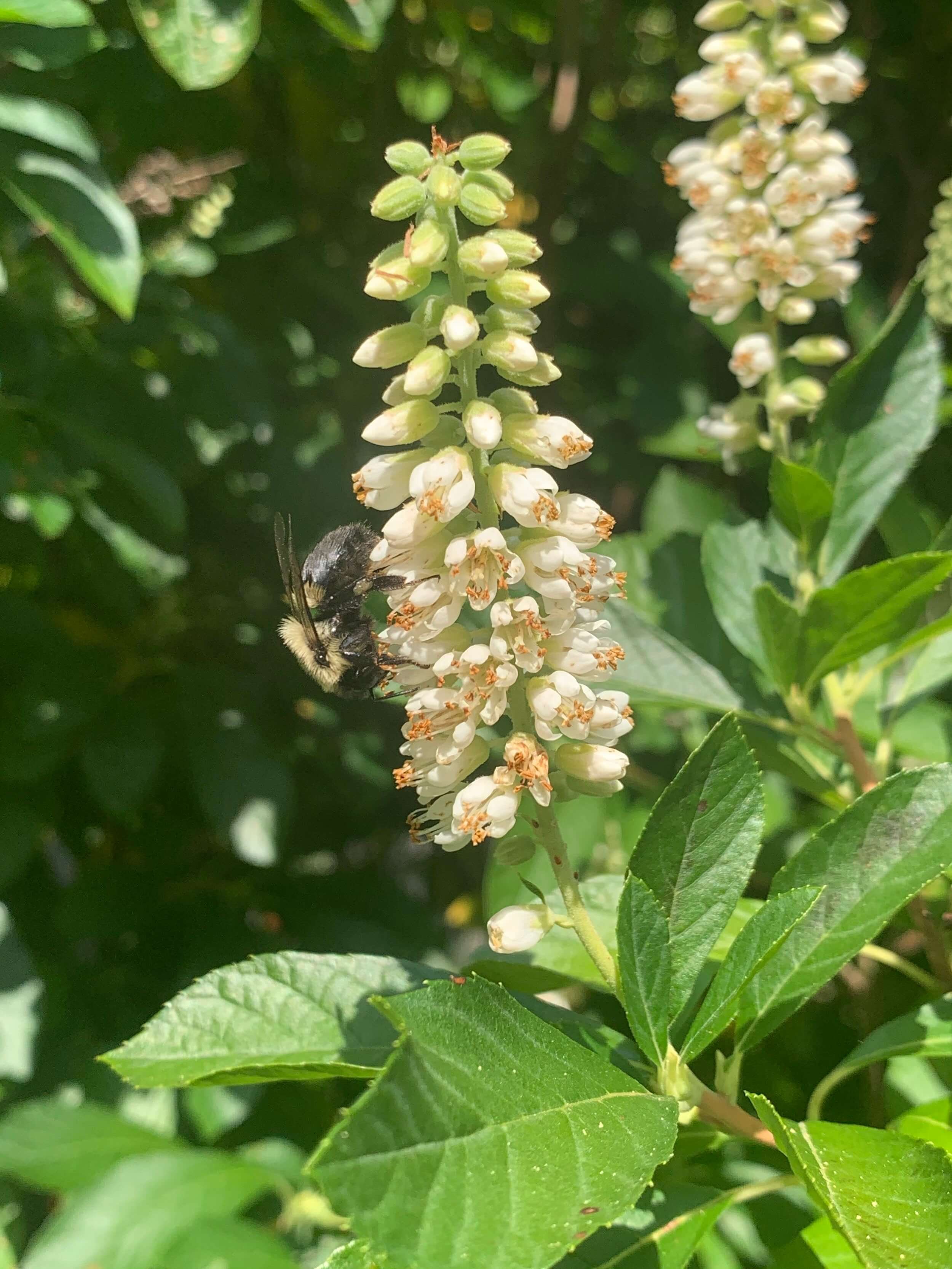 Summersweet Clethra (Clethra alnifolia) — Plant and Bloom Design Studio