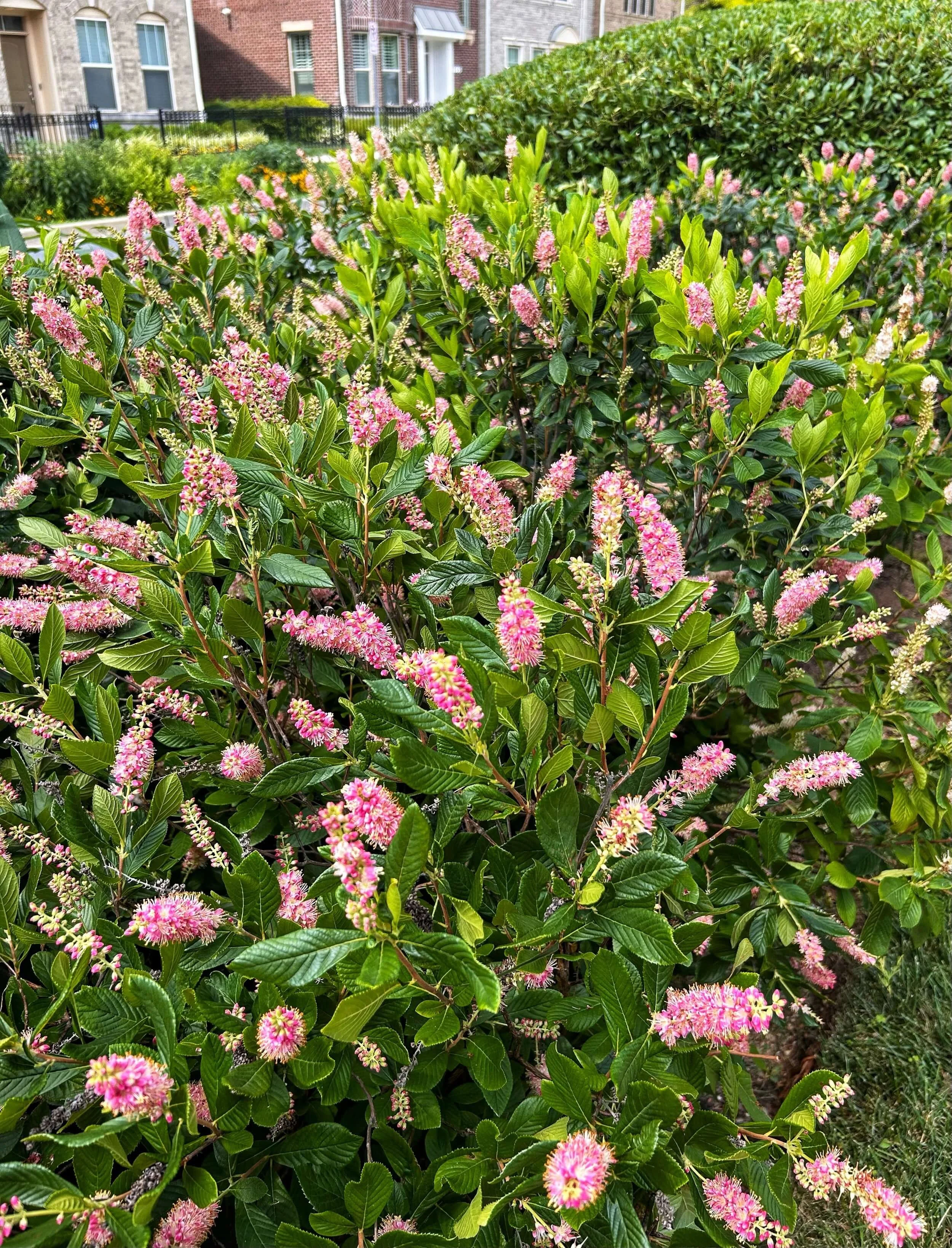 Summersweet Clethra (Clethra alnifolia) — Plant and Bloom Design Studio