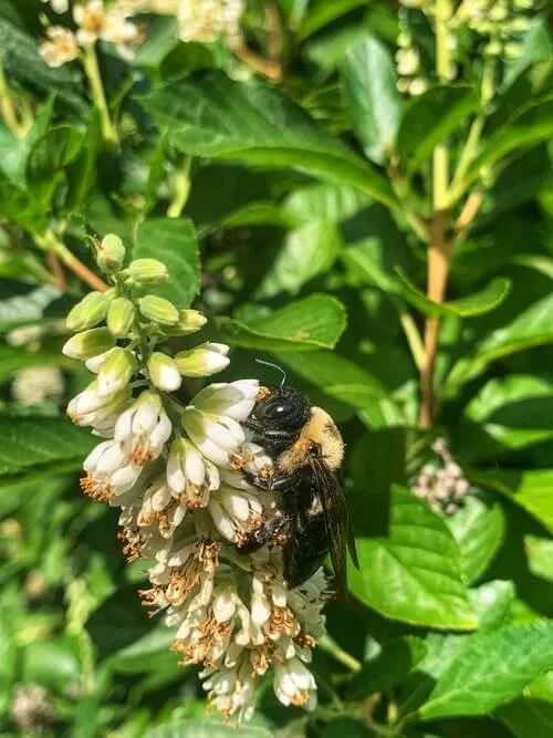 Summersweet Clethra (Clethra alnifolia) — Plant and Bloom Design Studio