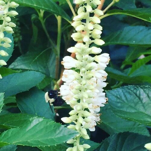Summersweet Clethra (Clethra alnifolia) — Plant and Bloom Design Studio
