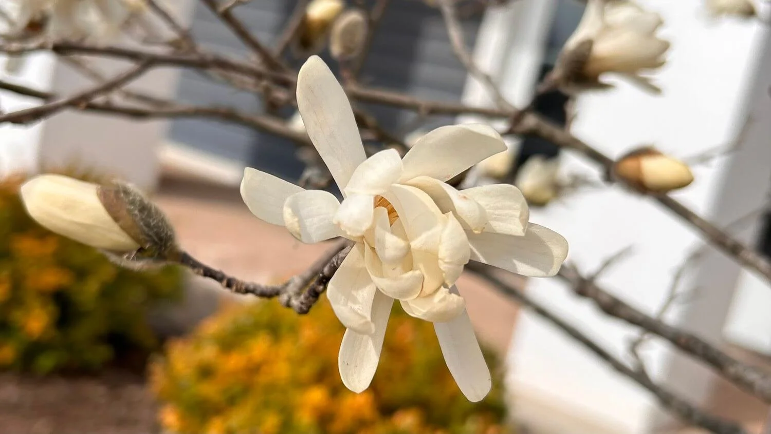 Star Magnolia (Magnolia stellata) — Plant and Bloom Design Studio