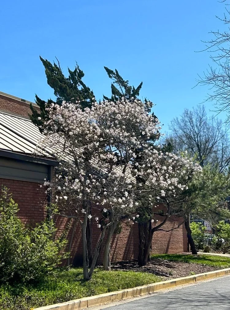 Star Magnolia (Magnolia stellata) — Plant and Bloom Design Studio