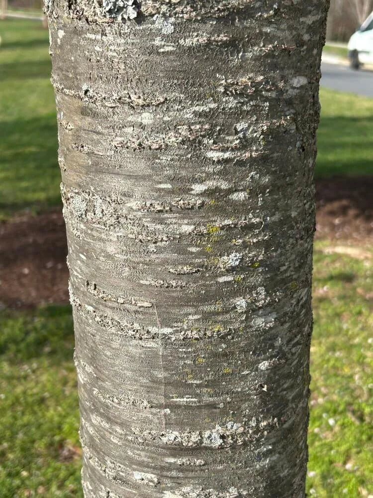 Yoshino Cherry Tree — Plant and Bloom Design Studio