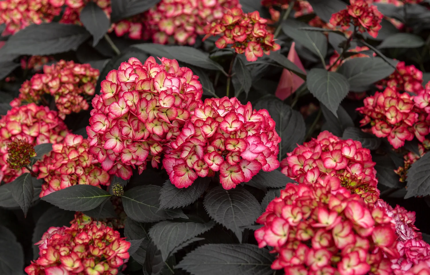 Goth Garden Plants — Plant and Bloom Design Studio