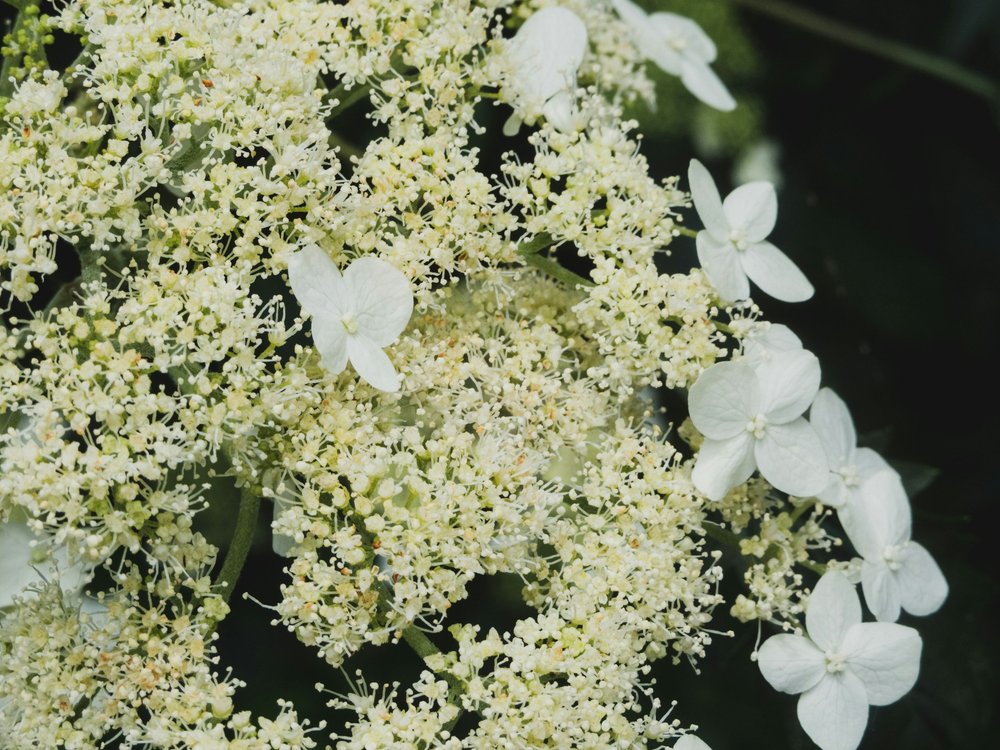 Which Hydrangea Should I Plant? — Plant and Bloom Design Studio