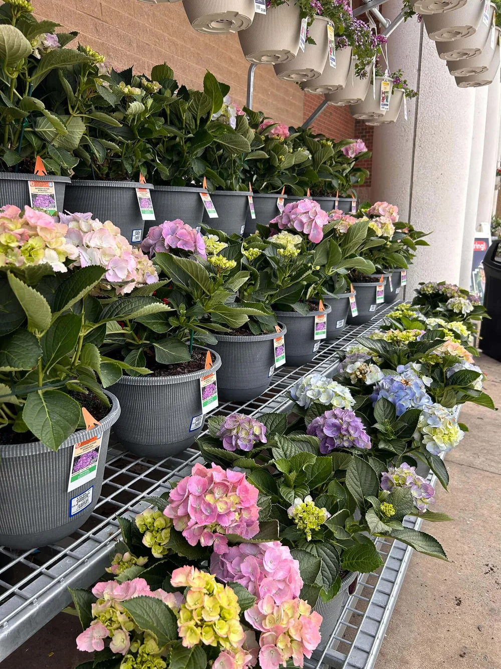 Plant and Bloom Design Studio