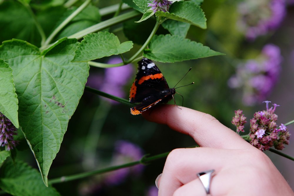 Kids' Butterfly Garden — Plant and Bloom Design Studio