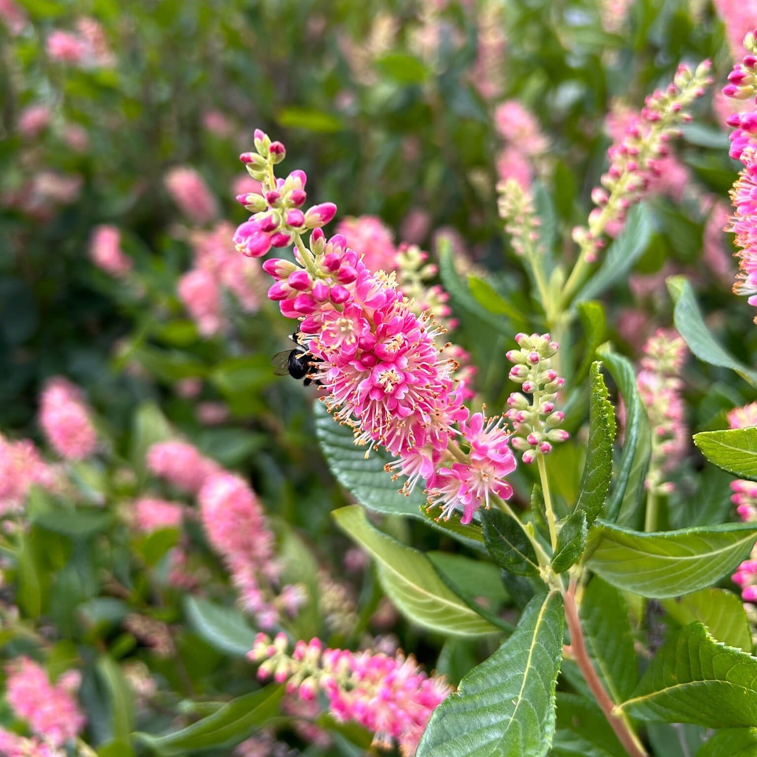 Ruby Spice Summersweet Clethra (Clethra alnifolia 'Ruby Spice') — Plant ...
