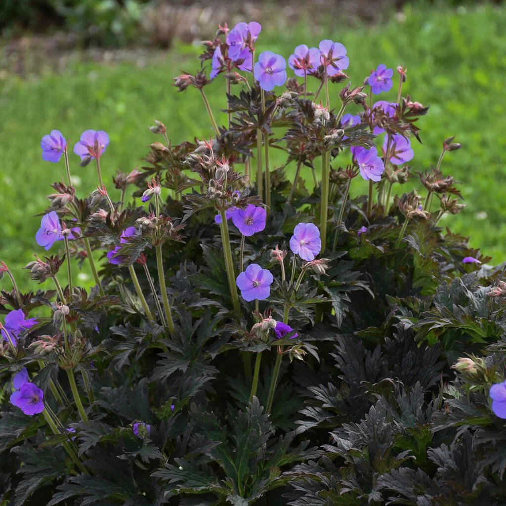 10 Plants with Dark Leaves — Plant and Bloom Design Studio