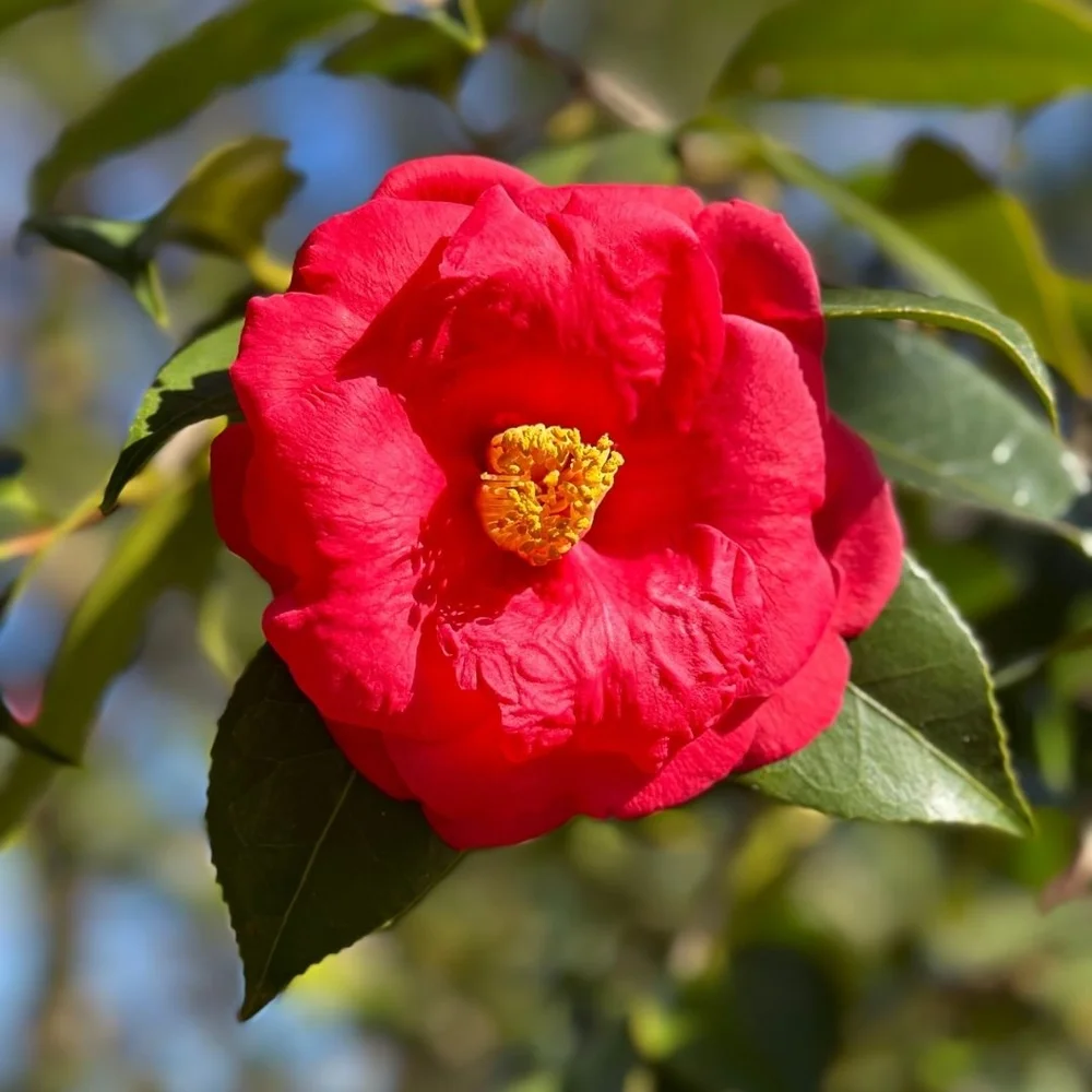 The Japanese Camellia — Plant and Bloom Design Studio