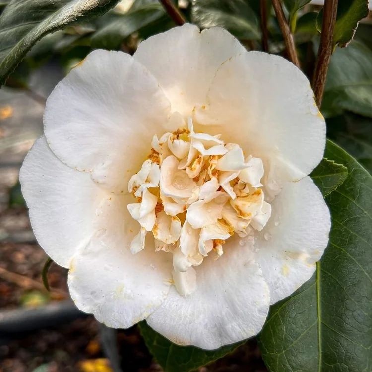 Snow Chan Japanese Camellia — Plant and Bloom Design Studio