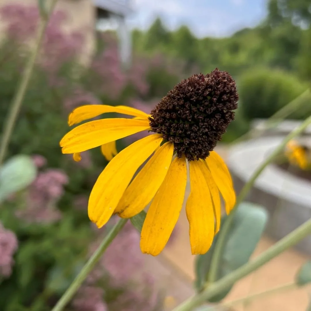 The Large Coneflower — Plant and Bloom Design Studio