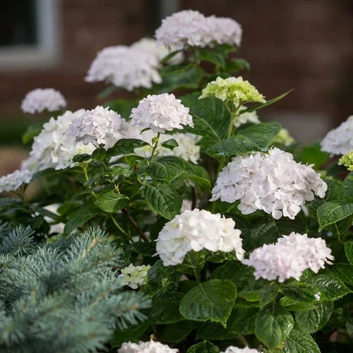 Endless Summer® Blushing Bride Hydrangea — Plant and Bloom Design Studio