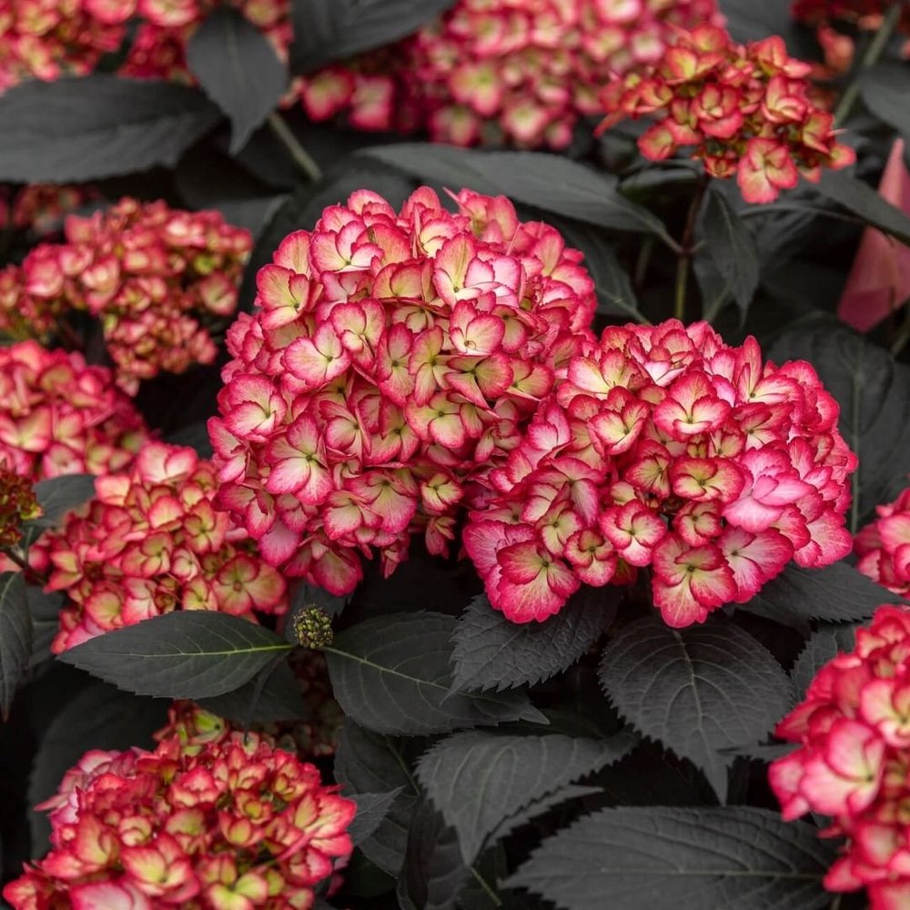 Eclipse® Bigleaf Hydrangea — Plant and Bloom Design Studio