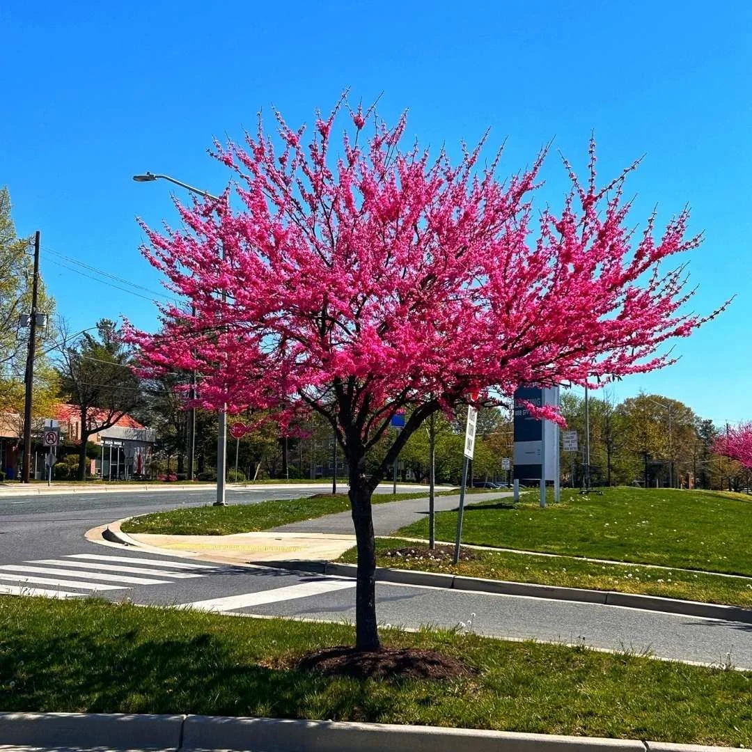 Trees — Landscape Design Inspiration — Plant and Bloom Design Studio