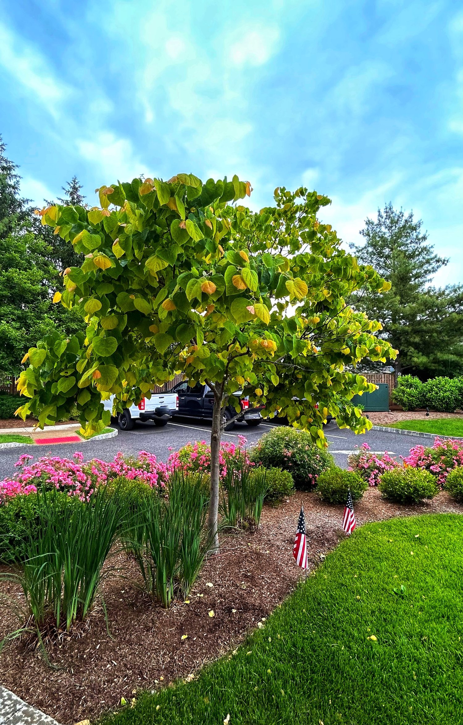 The Rising Sun™ Redbud — Plant and Bloom Design Studio