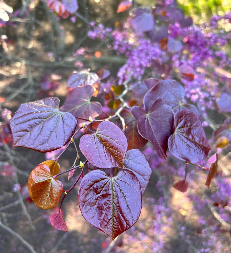 Which Redbud Tree is Best? — Plant and Bloom Design Studio