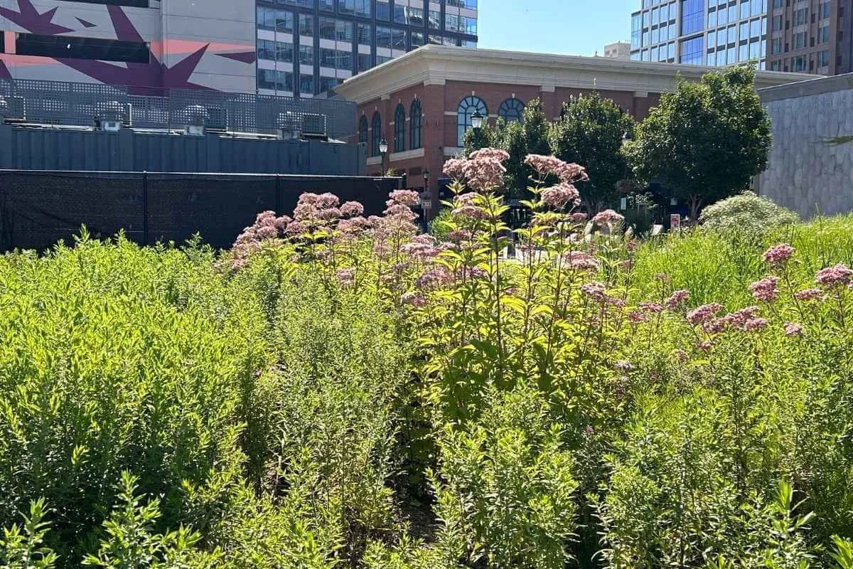 10 Butterfly Nectar Plants — Plant and Bloom Design Studio