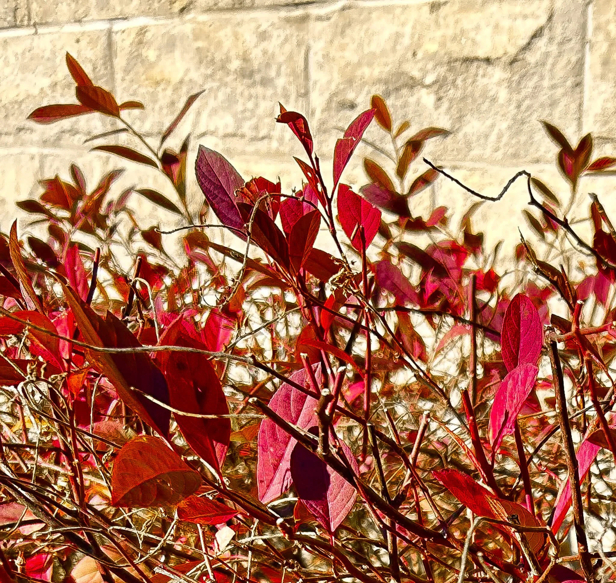 Fizzy Mizzy® Sweetspire (Itea virginica "'SMNIVMM') — Plant and Bloom ...