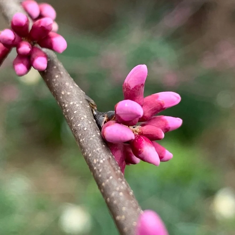 The Rising Sun™ Redbud — Plant and Bloom Design Studio