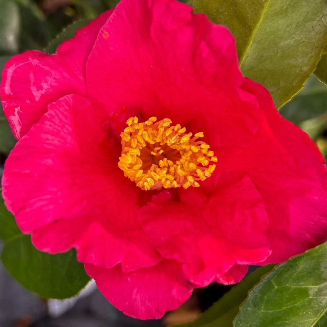 Spring's Promise Camellia — Plant and Bloom Design Studio