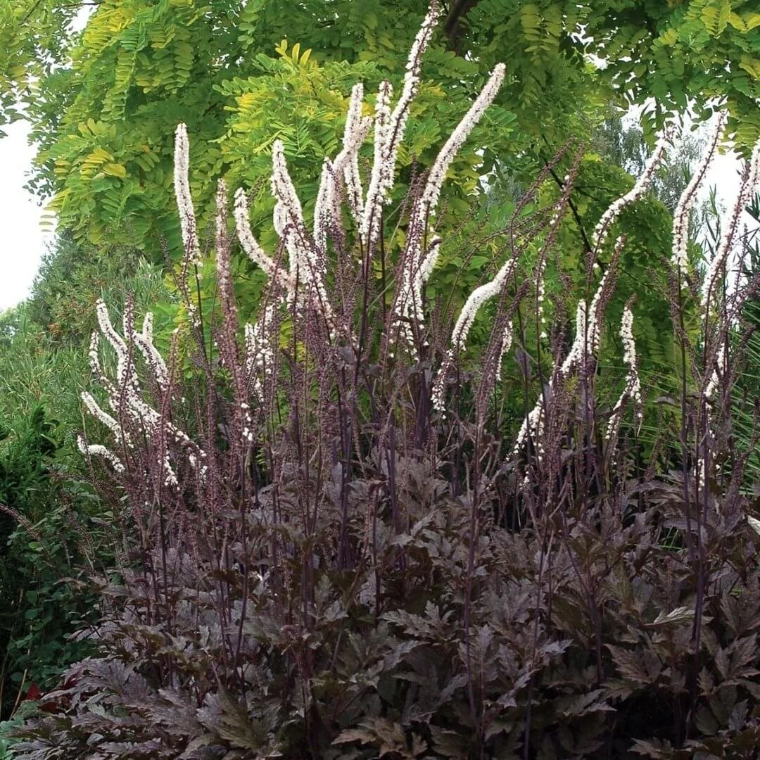 10 Plants with Dark Leaves — Plant and Bloom Design Studio