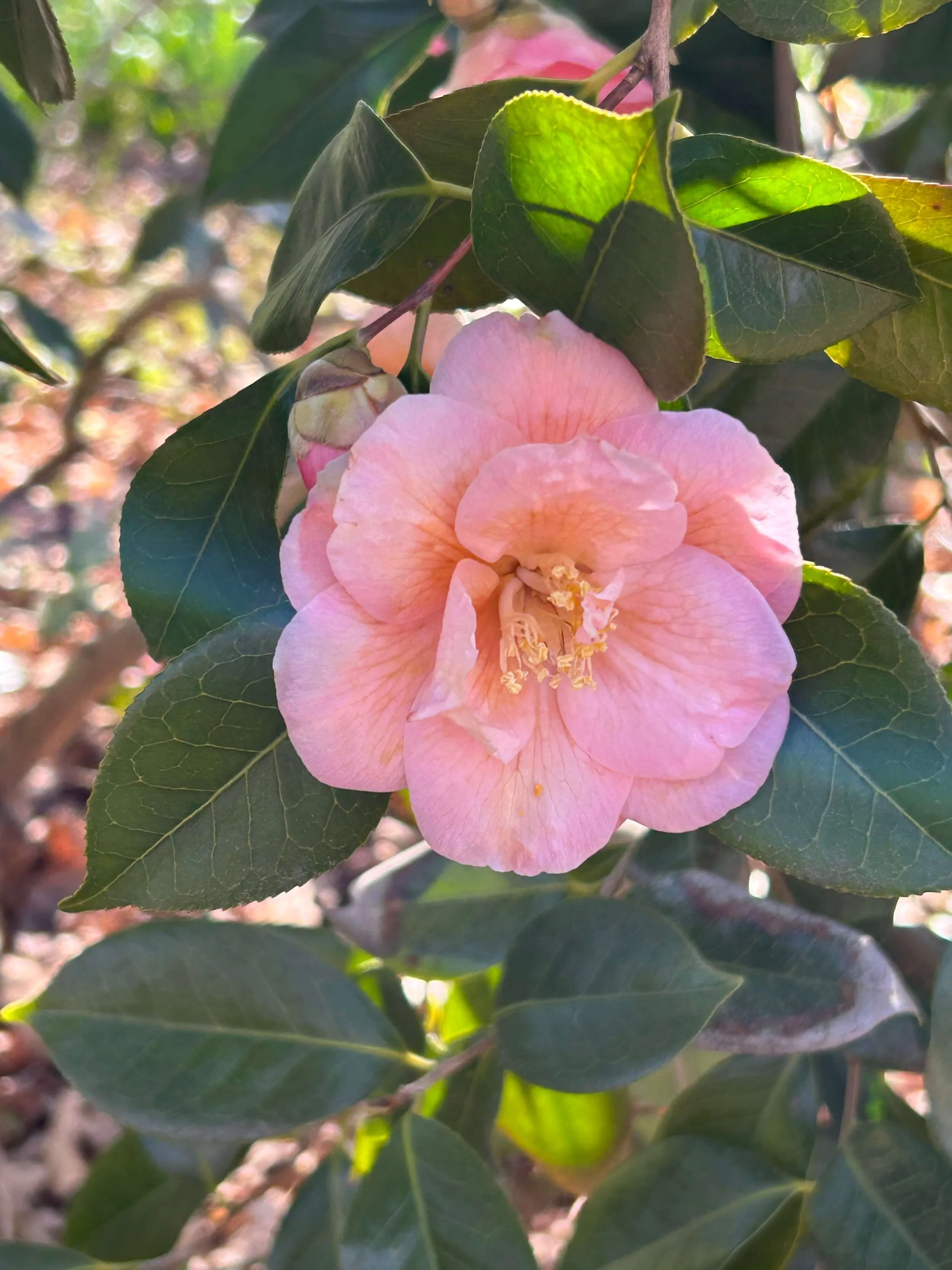 Japanese Camellia (Camellia japonica) — Plant and Bloom Design Studio