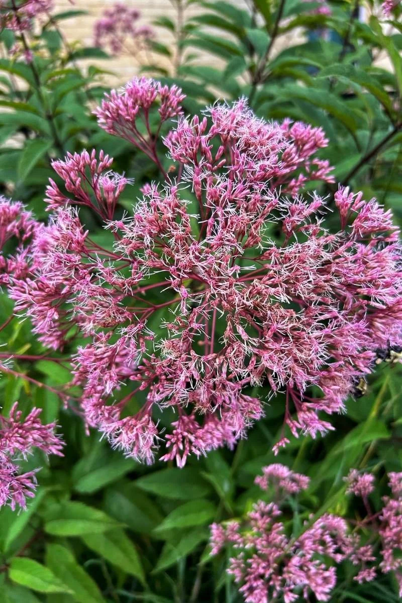 10 Butterfly Nectar Plants — Plant and Bloom Design Studio