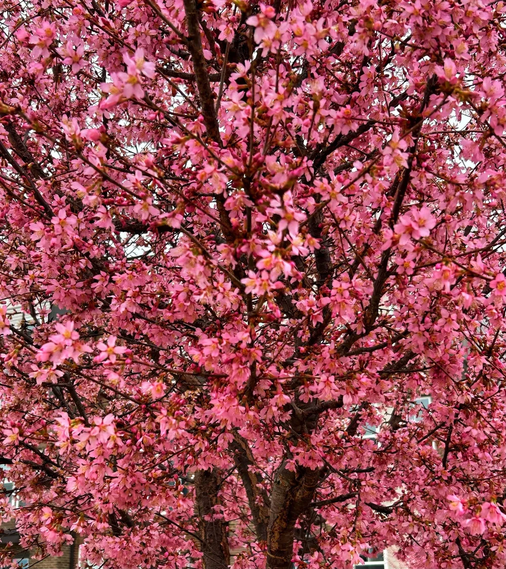 Okame Cherry Tree (Prunus 'Okame') — Plant and Bloom Design Studio