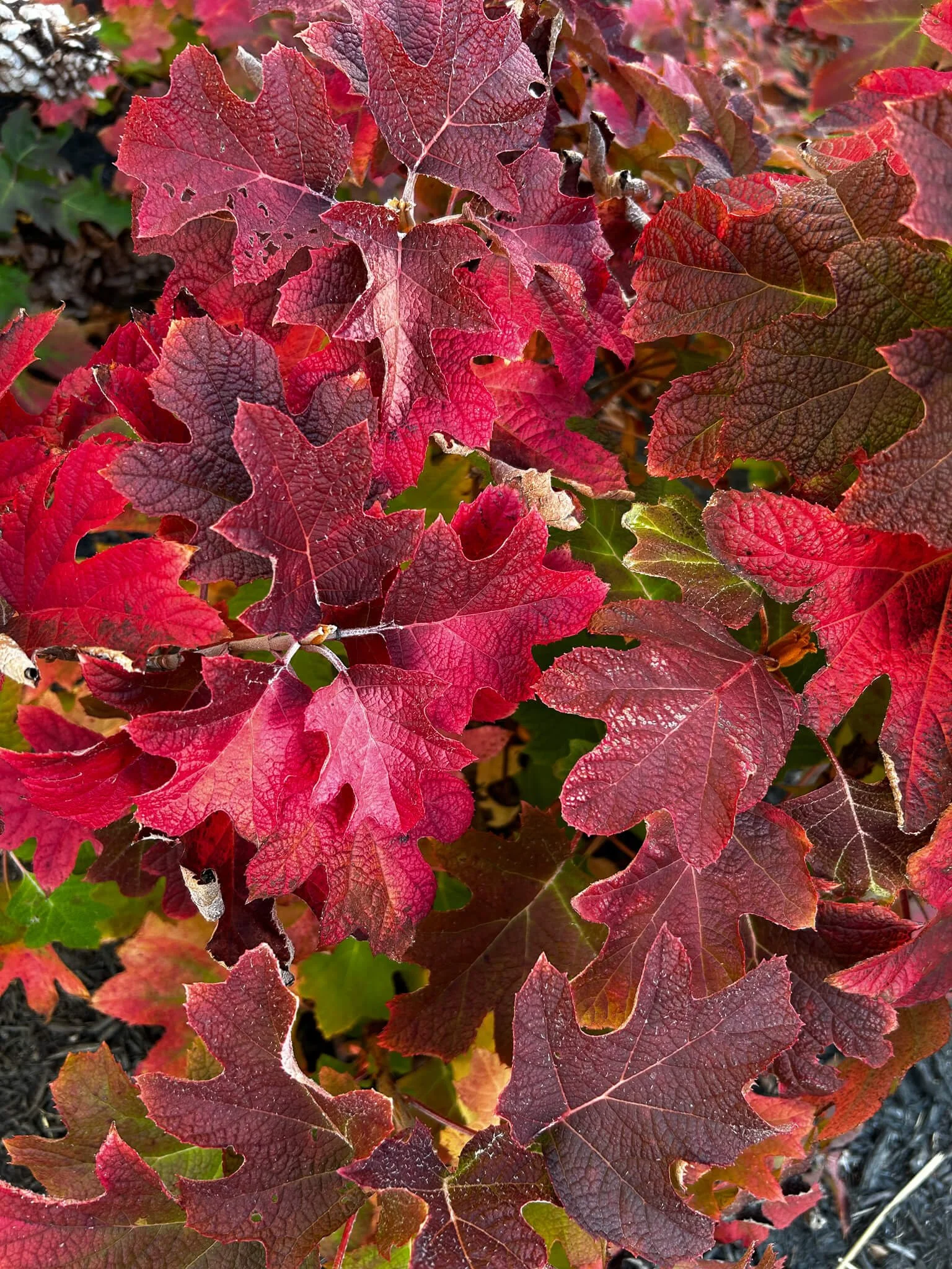 Oakleaf Hydrangea (Hydrangea quercifolia) — Plant and Bloom Design Studio