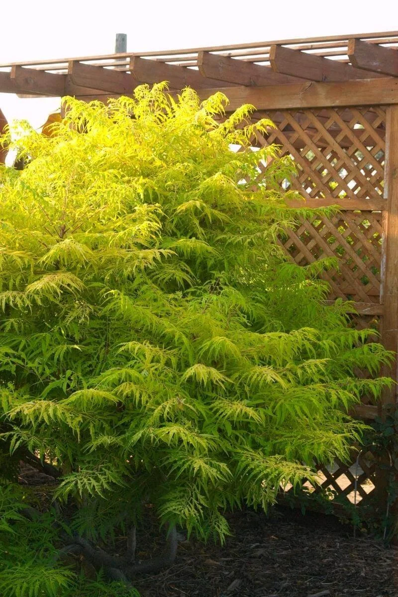 10 Fall Bushes That Turn Red — Plant and Bloom Design Studio