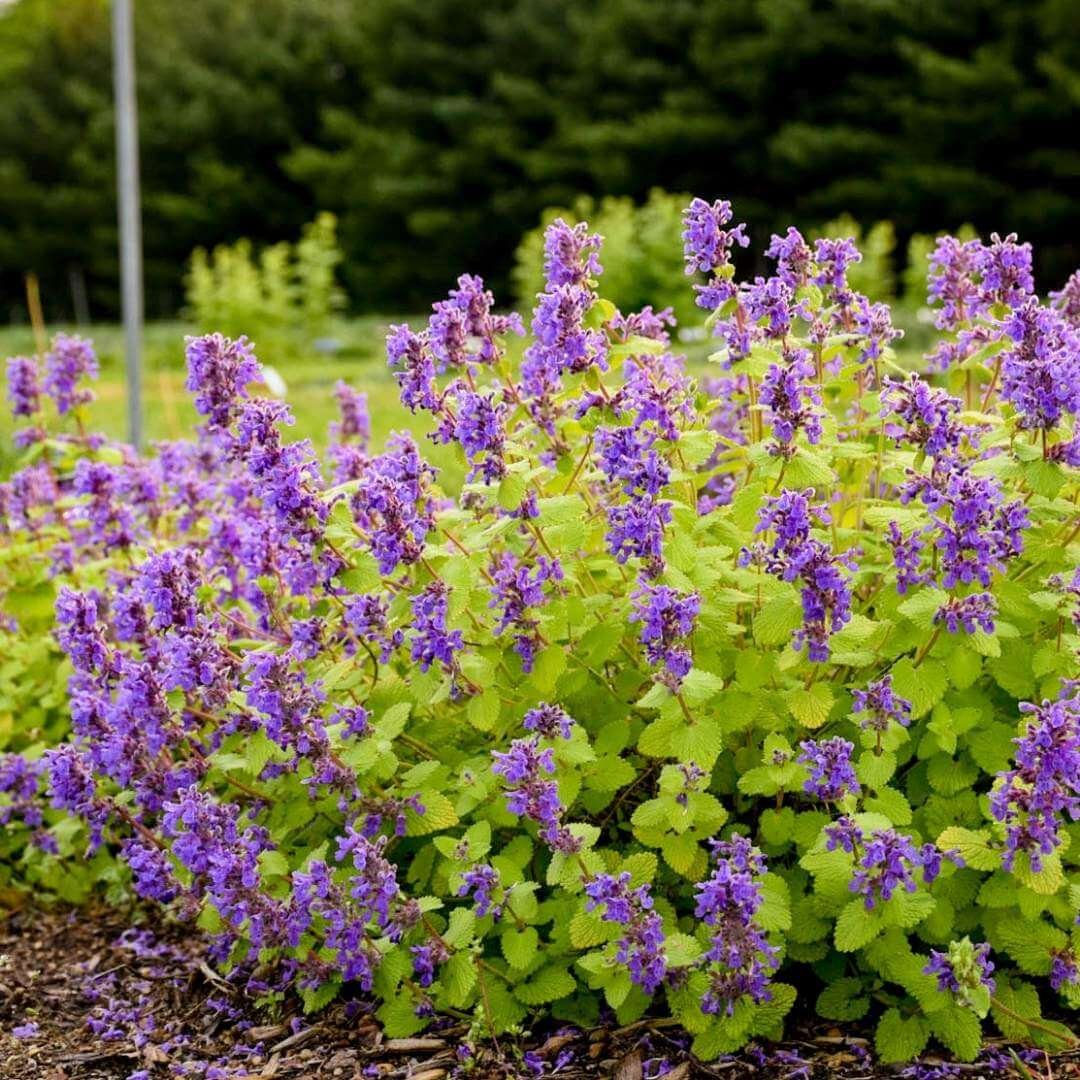 Catmint (Nepeta) — Plant and Bloom Design Studio