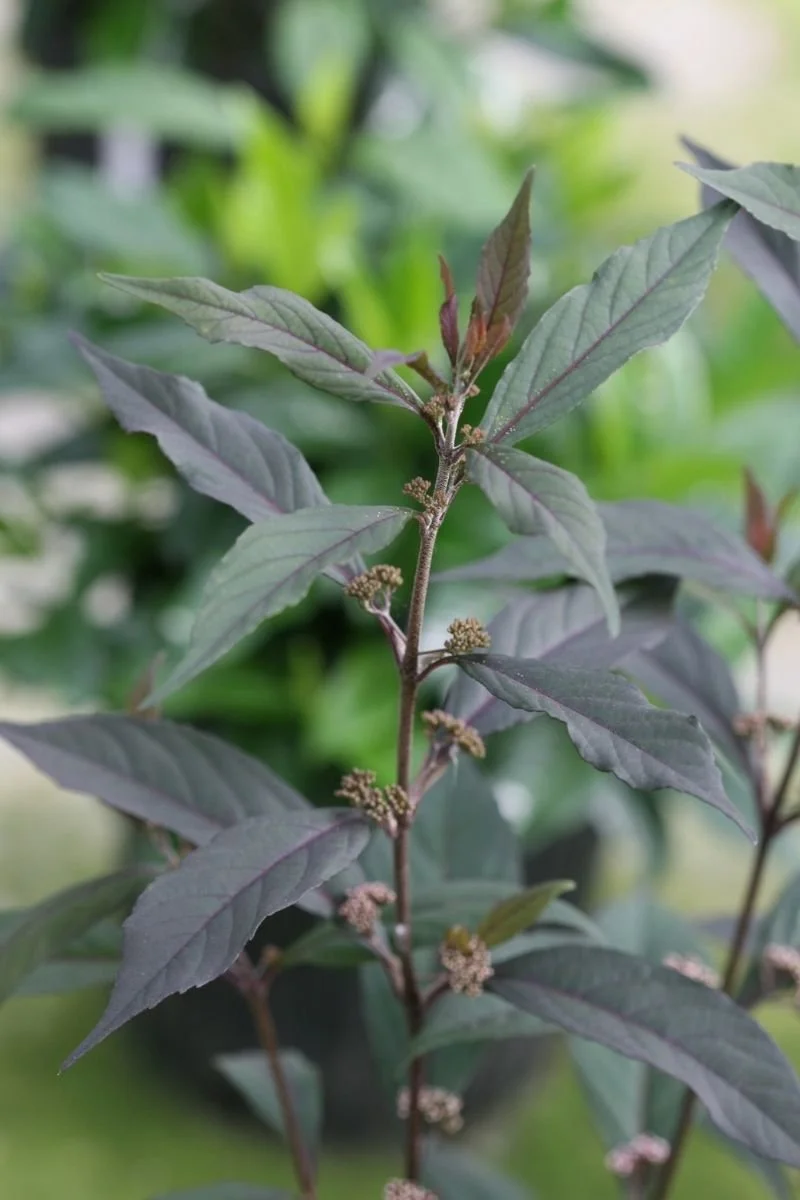 10 Goth Garden Plants: Dark Foliage Picks for a Moody Garden — Plant ...