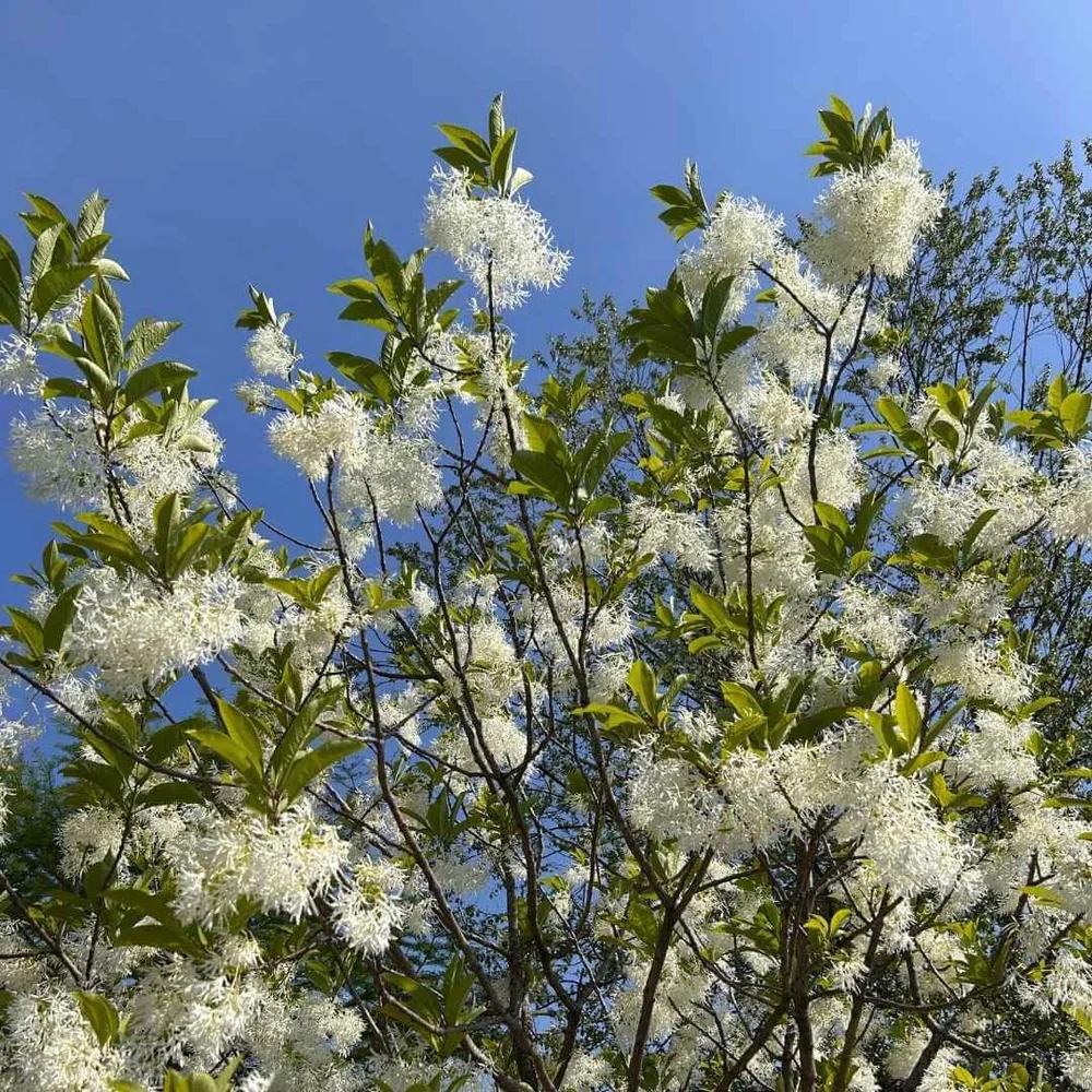 The White Fringetree — Plant and Bloom Design Studio