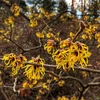 Hybrid WItchhazel Tree — Plant and Bloom Design Studio