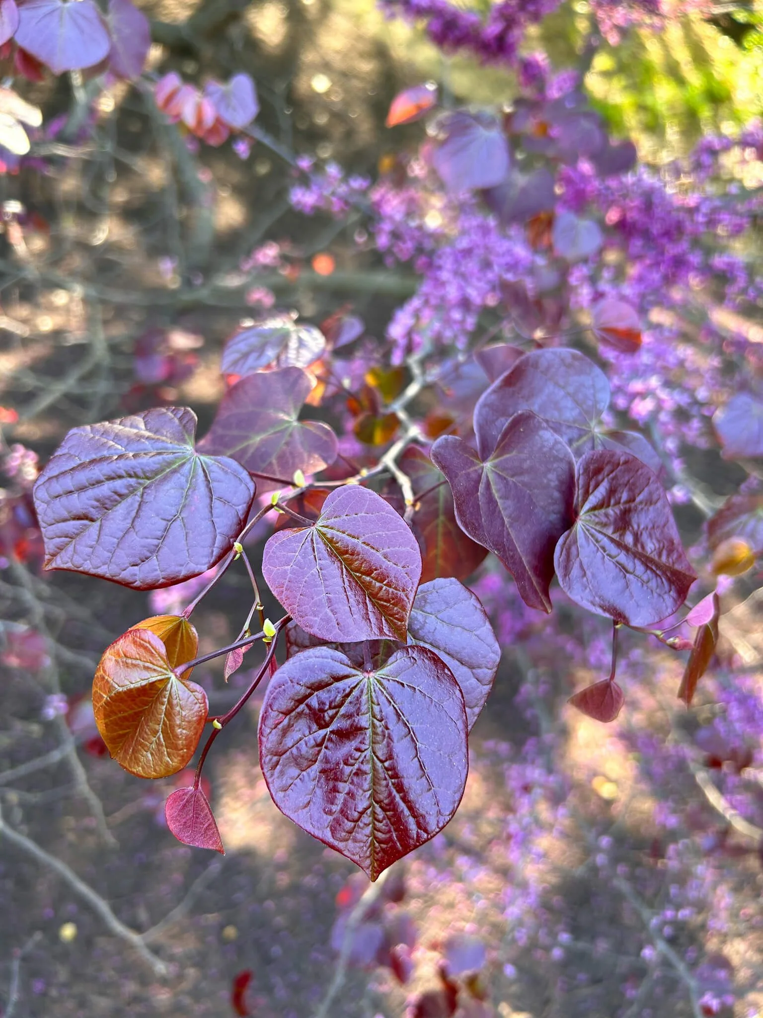 Eastern Redbud (Cercis canadensis). — Plant and Bloom Design Studio