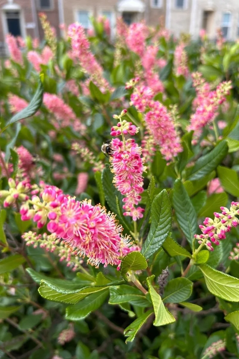 Ruby Spice Summersweet — Plant and Bloom Design Studio