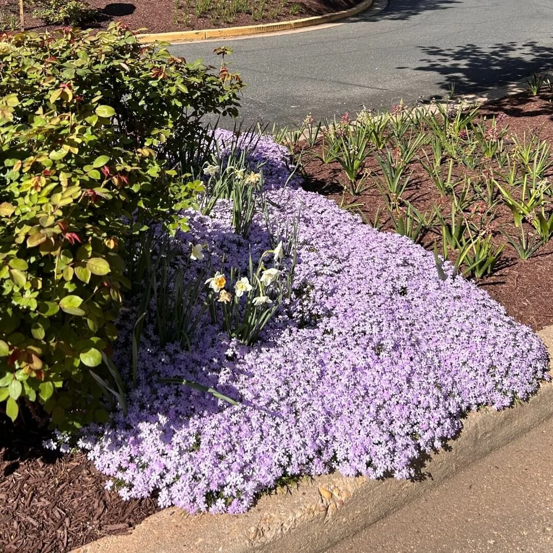Emerald Blue Creeping Phlox — Plant and Bloom Design Studio