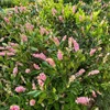 Summersweet Sweet Pepperbush — Plant and Bloom Design Studio