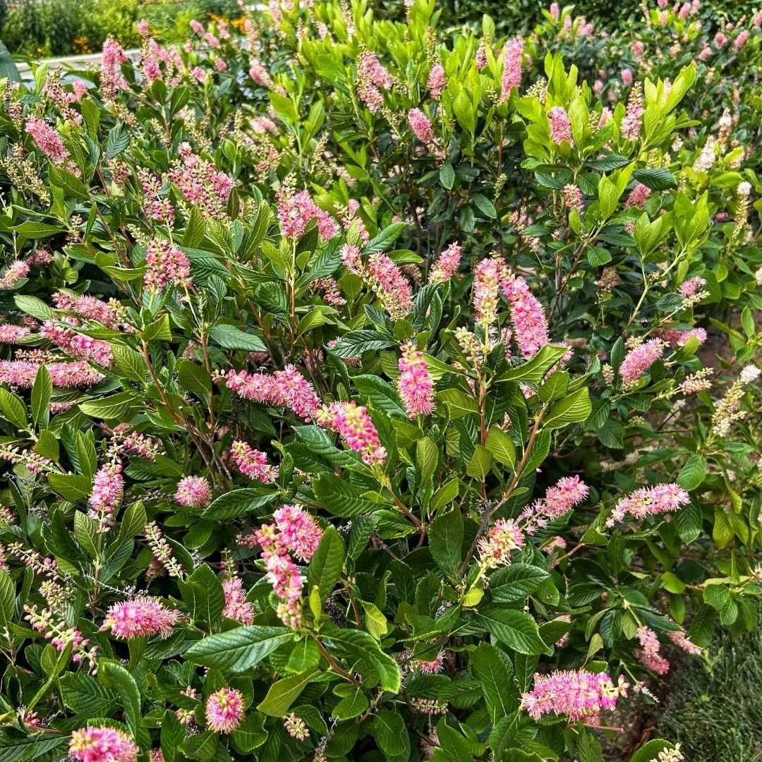 Summersweet Sweet Pepperbush — Plant and Bloom Design Studio