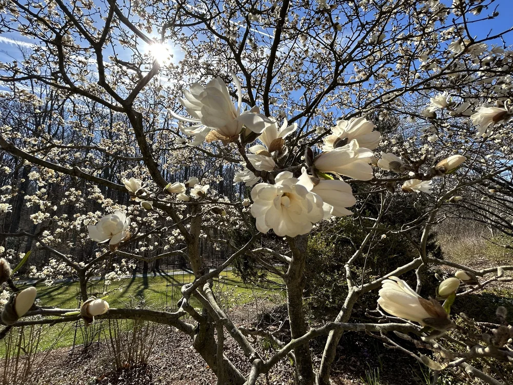 A compact, spring blooming magnolia tree for smaller gardens — Plant ...