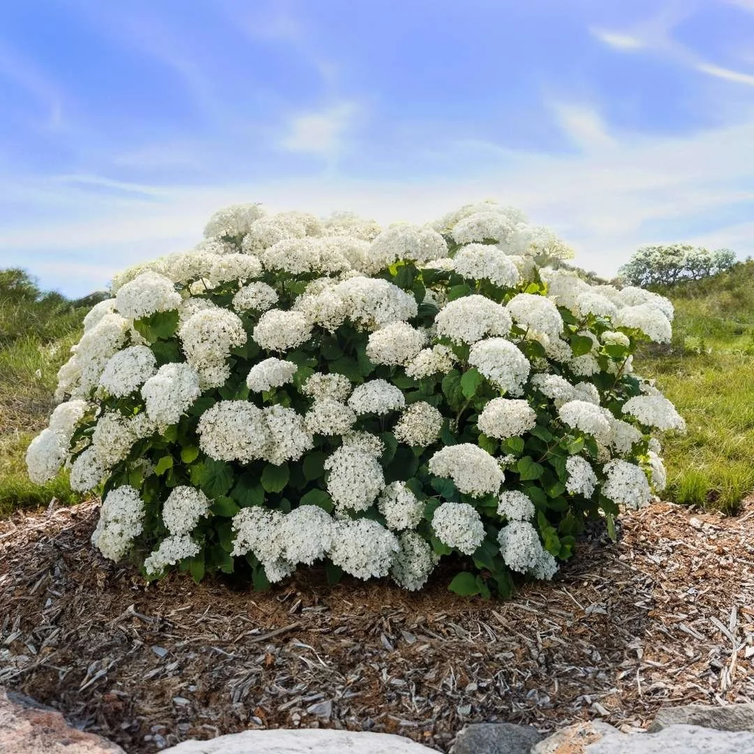 10 New Plants for 2025 — Plant and Bloom Design Studio