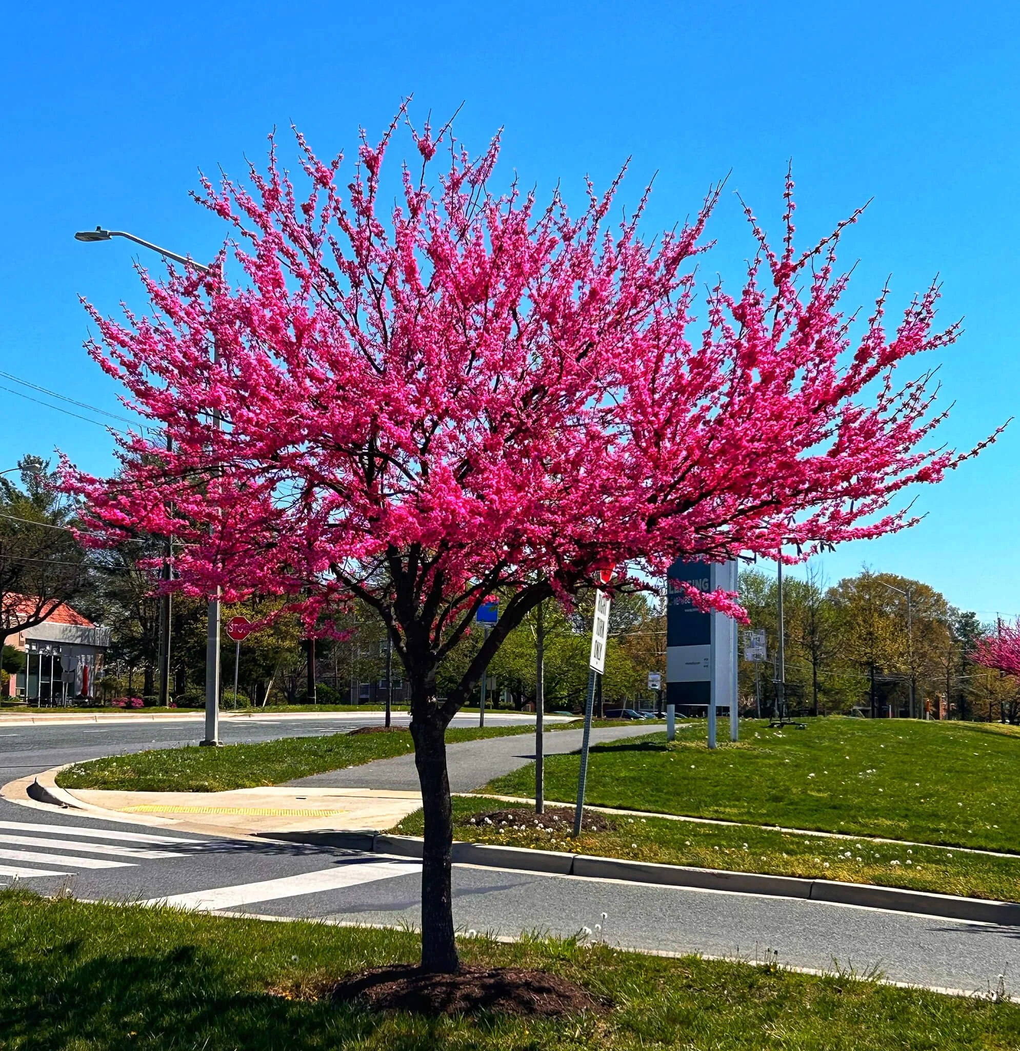 Eastern Redbud (Cercis canadensis). — Plant and Bloom Design Studio