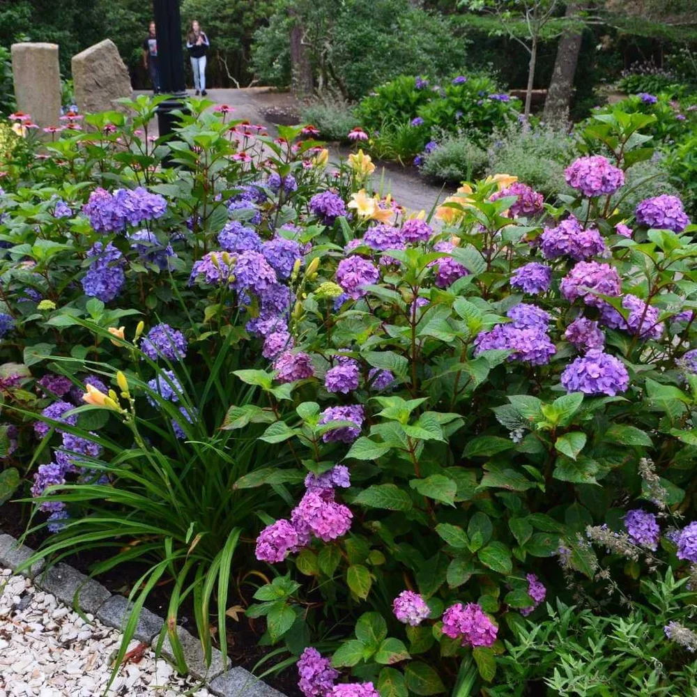 Endless Summer® BloomStruck® Hydrangea — Plant and Bloom Design Studio