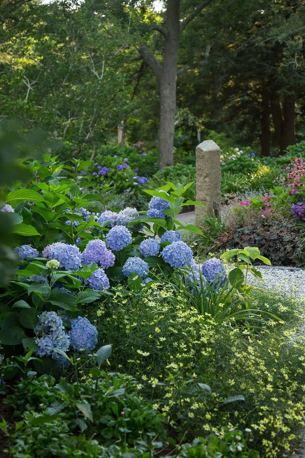 Bigleaf Hydrangea (Hydrangea macrophylla) — Plant and Bloom Design Studio