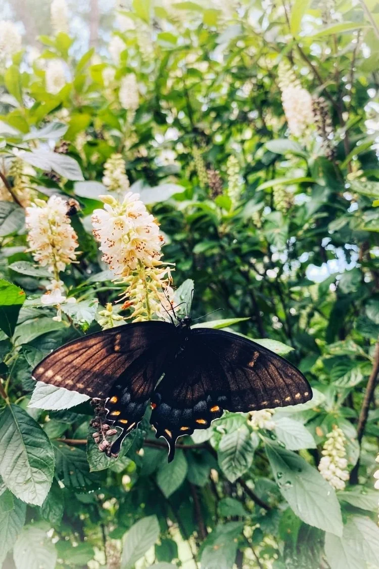 10 Butterfly Nectar Plants — Plant and Bloom Design Studio
