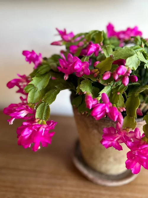 Thanksgiving Cactus Plant — Plant and Bloom Design Studio