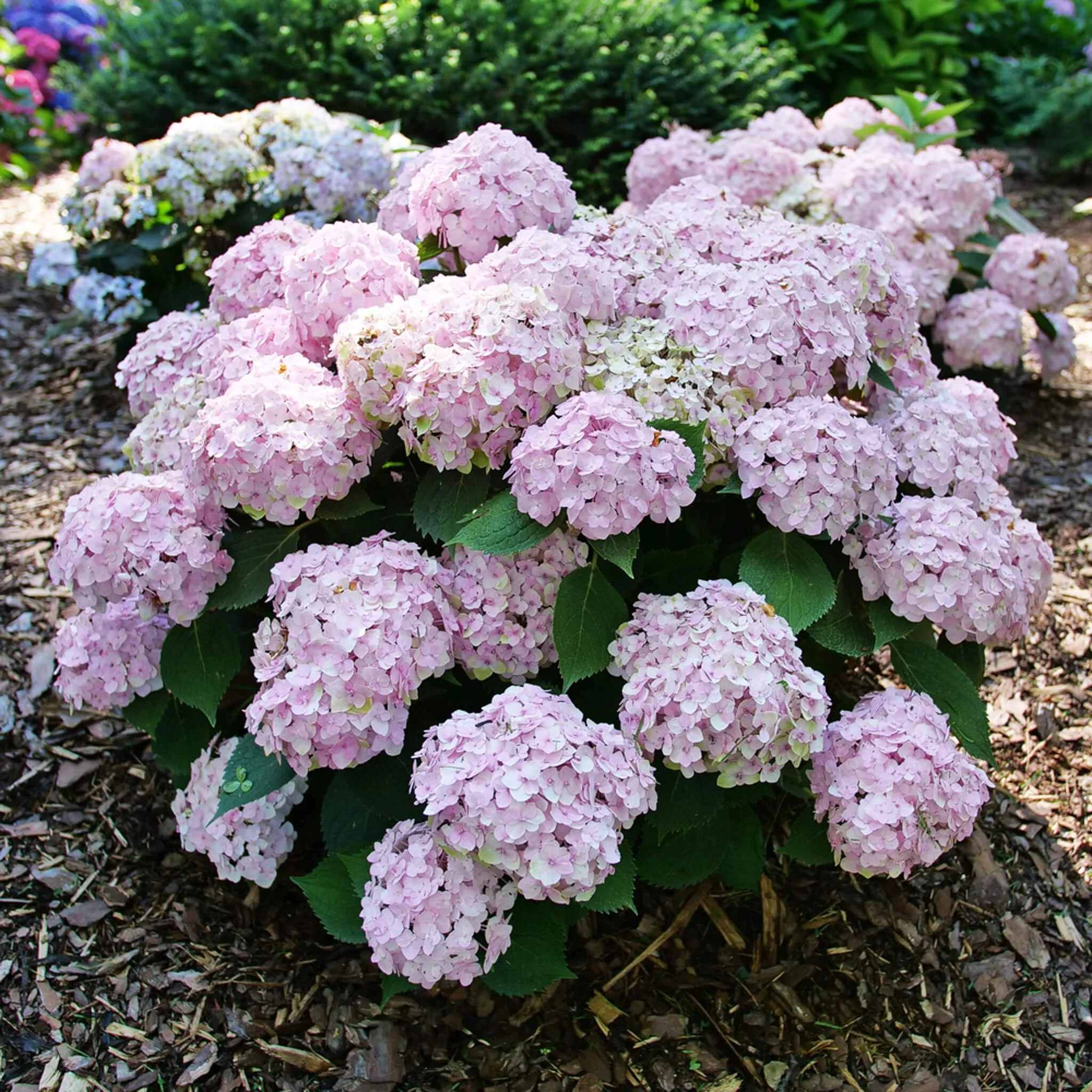 10 New Plants For 2025 — Plant and Bloom Design Studio