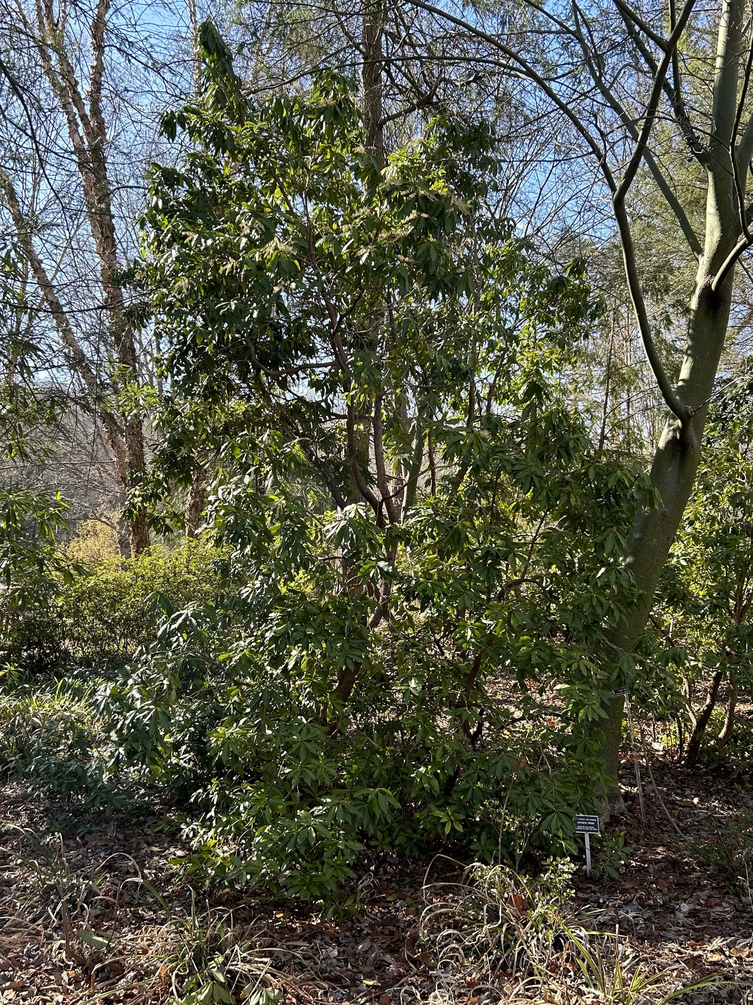Japanese Andromeda (Pieris japonica) — Plant and Bloom Design Studio