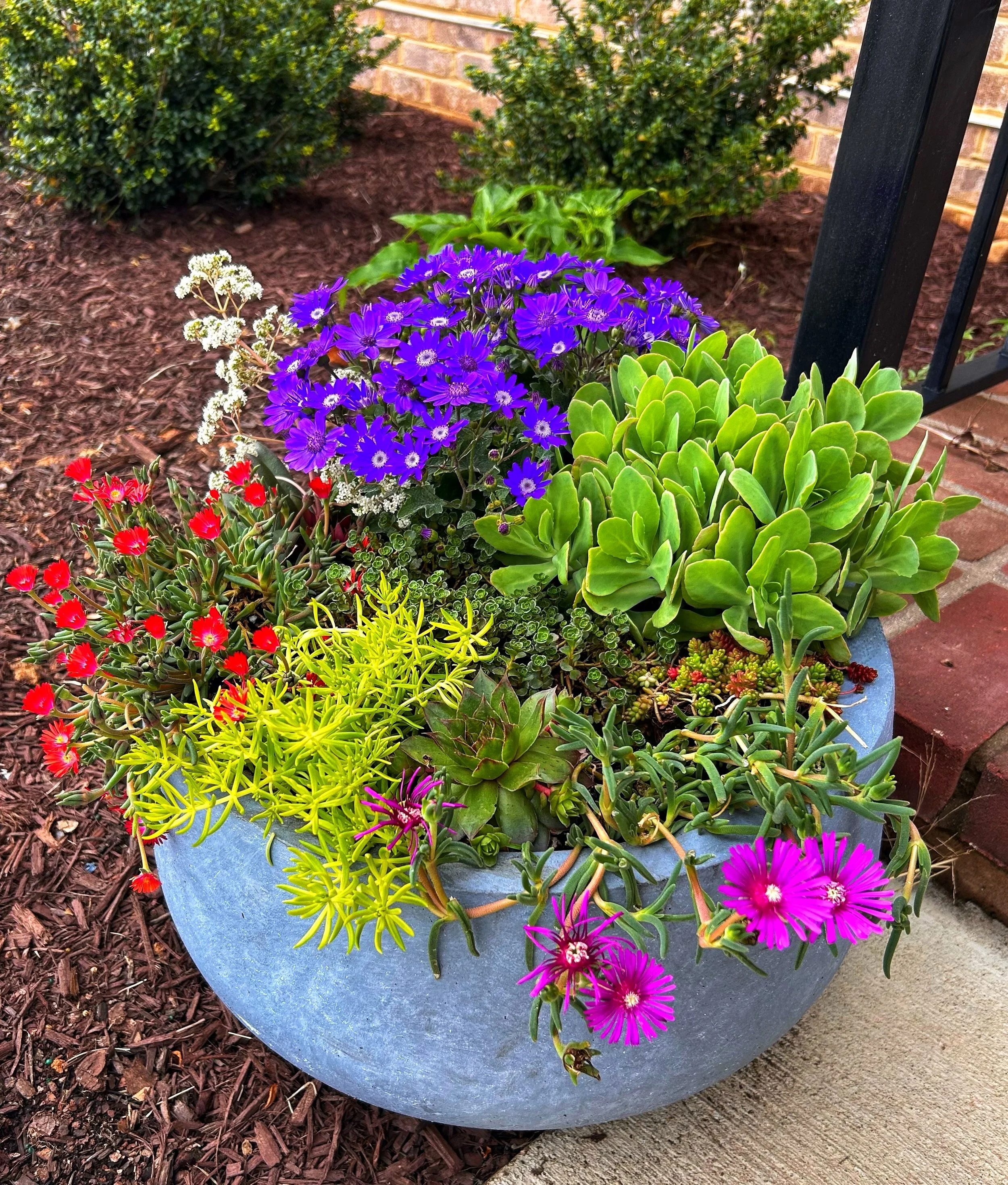 Create a modern, low-maintenance succulent container for a sunny, hot ...
